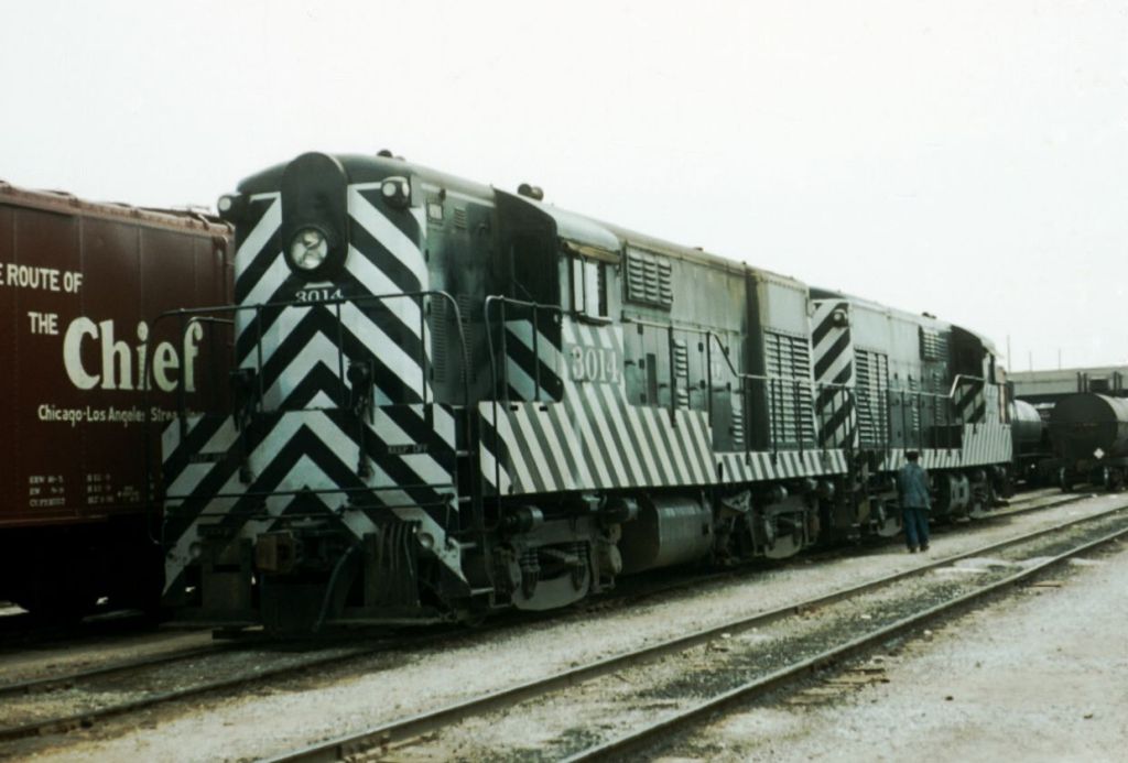 Herd of zebras headed for the main.